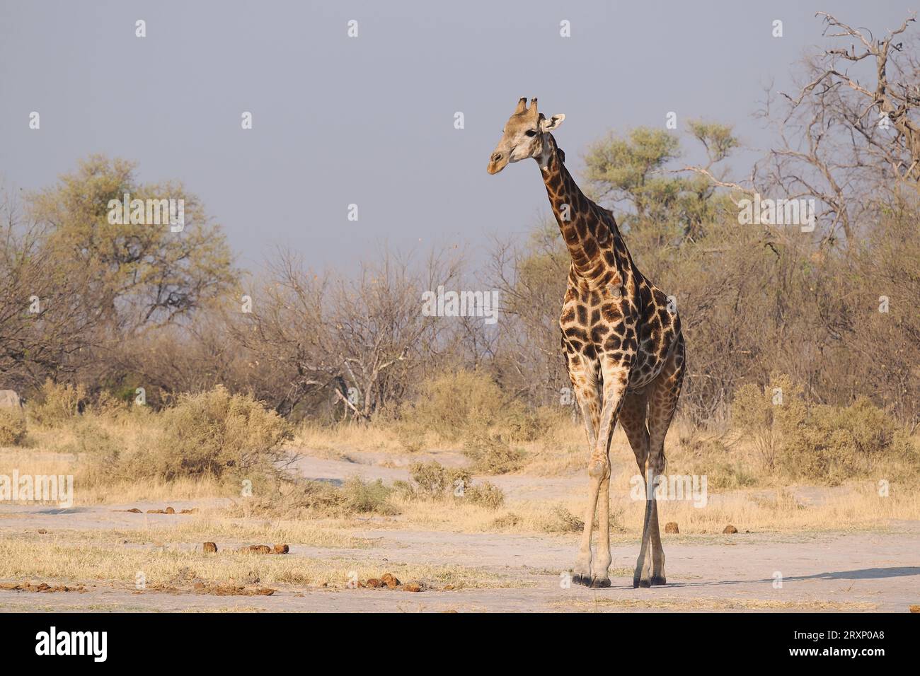 The tallest land animal browses on thorny acacia reaching branches ...