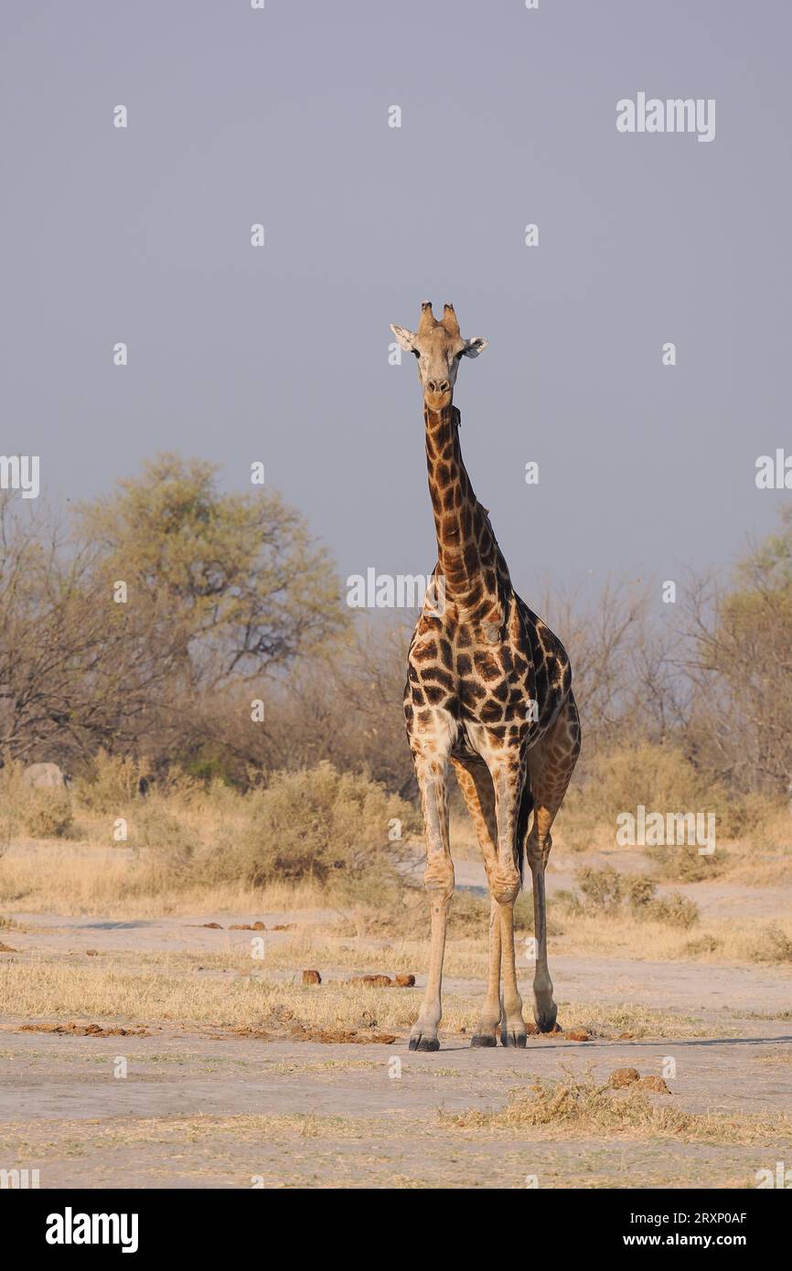 The tallest land animal browses on thorny acacia reaching branches ...