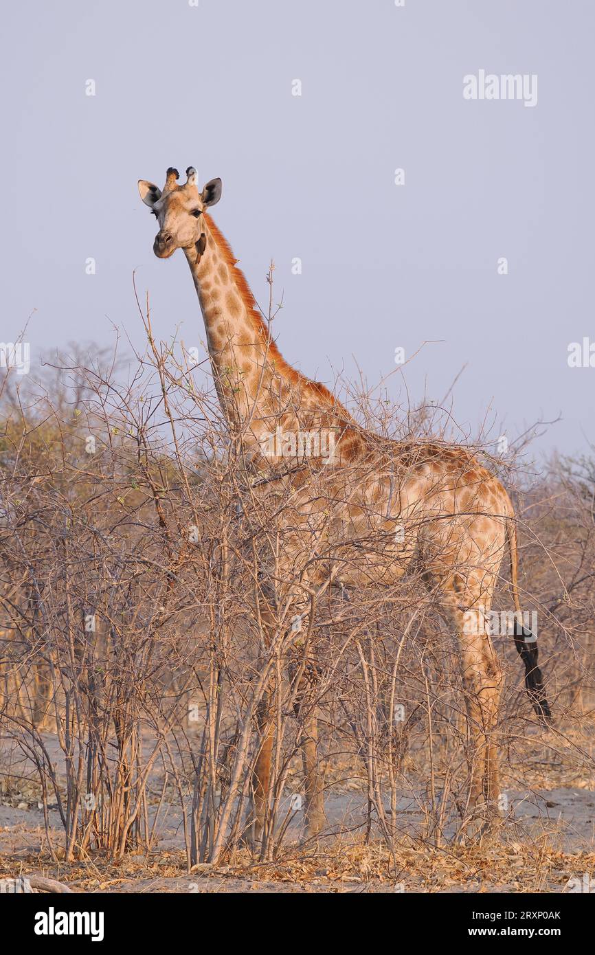 The tallest land animal browses on thorny acacia reaching branches ...