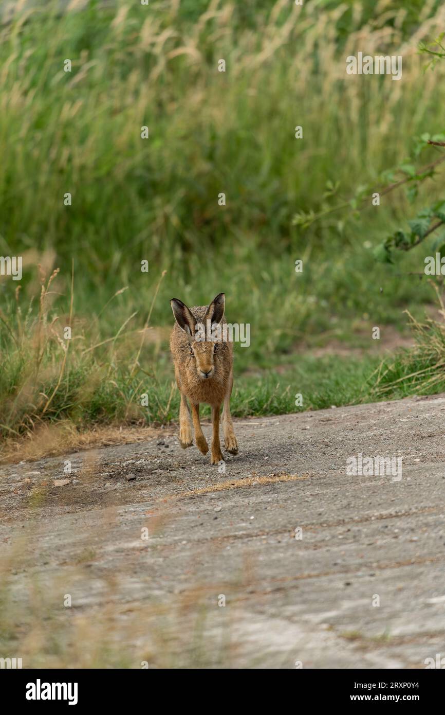 Hare species hi-res stock photography and images - Alamy