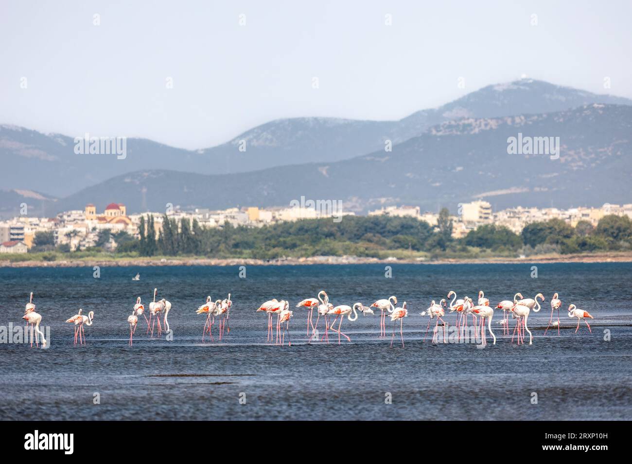 A flock of beautiful pink flamingos walking on the beach of ...