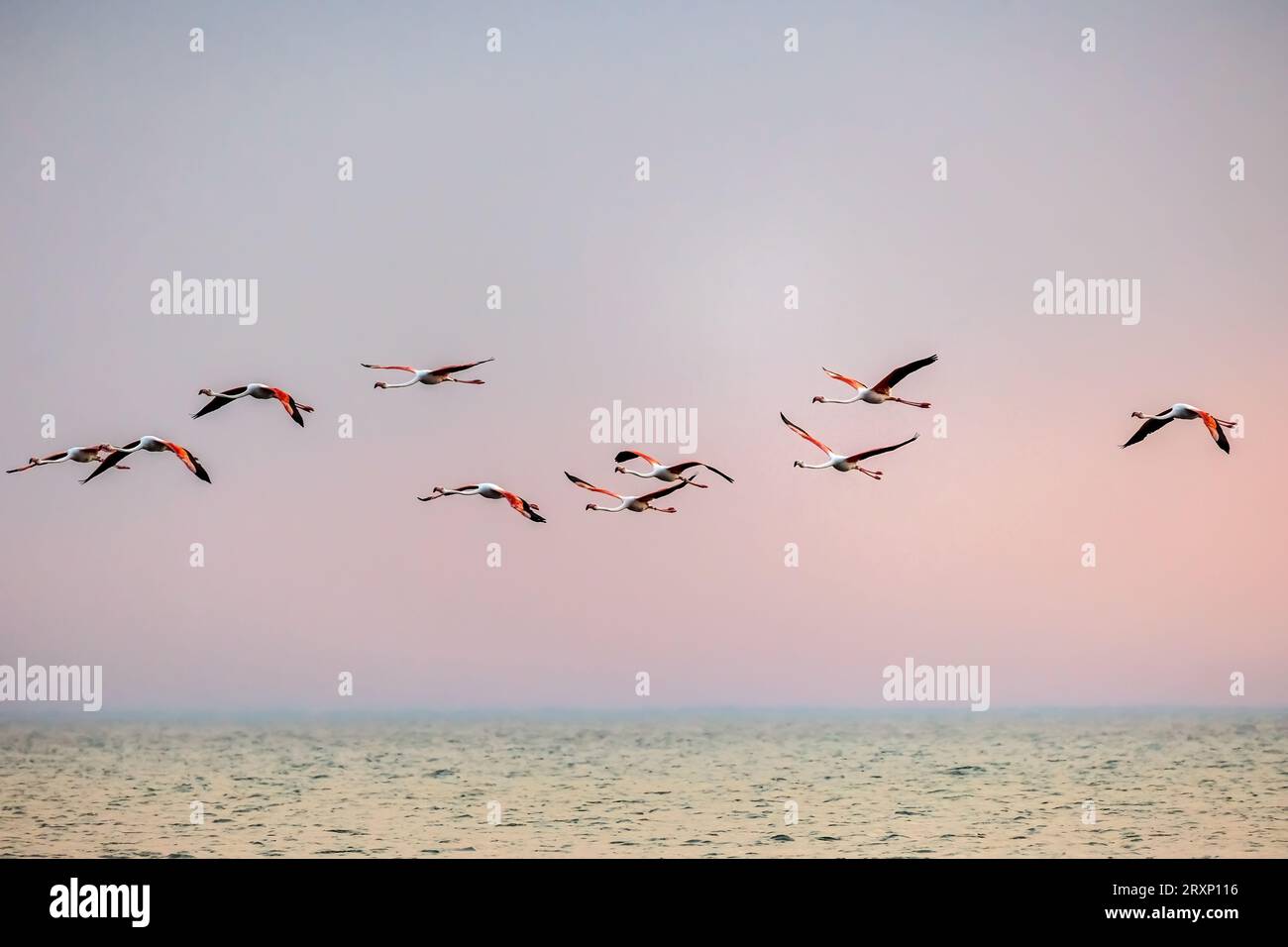 A flock of flying flamingos after a wildfire in Alexandroupolis Evros ...