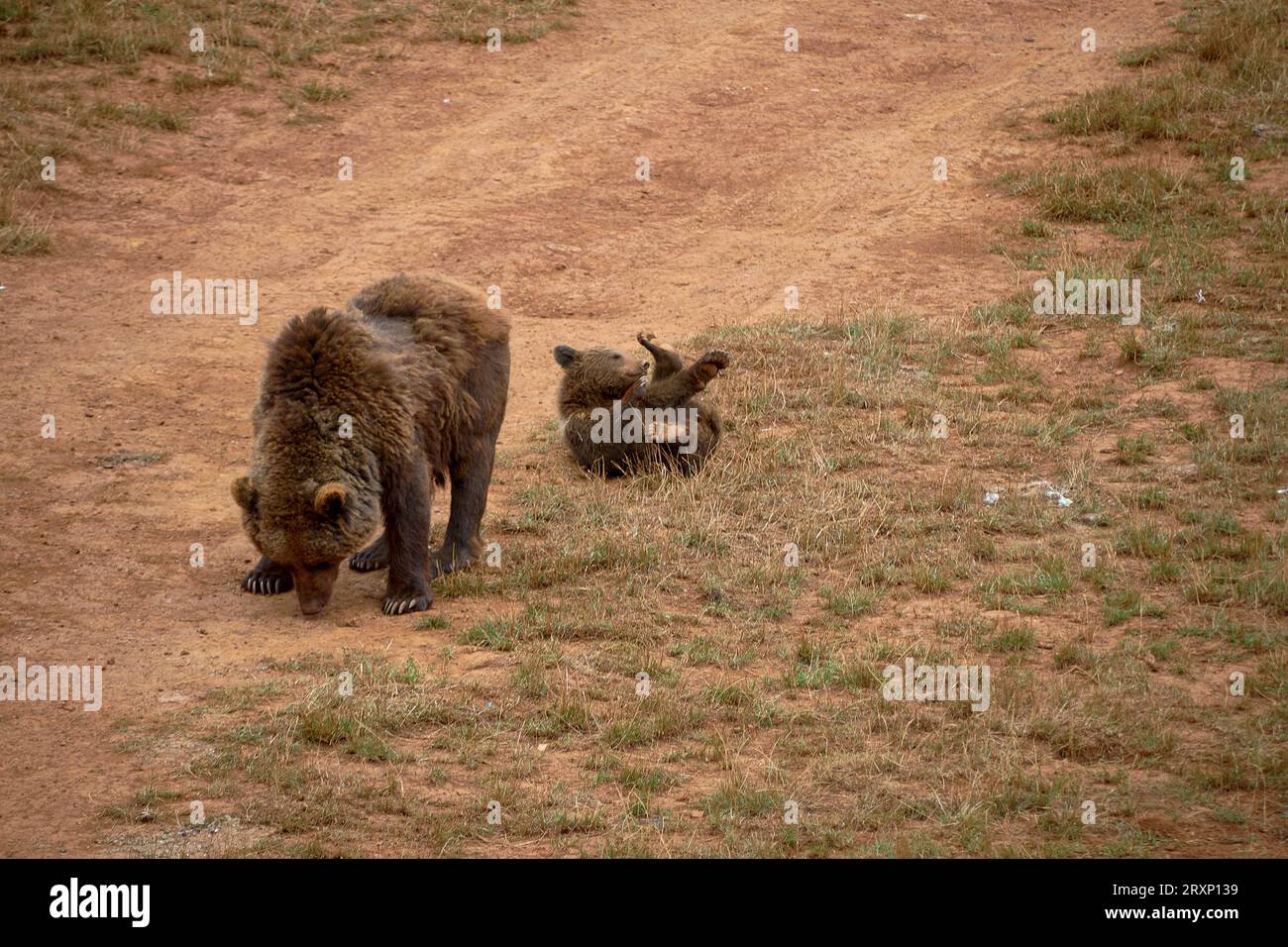 Female bear with her cub eating grass in the mountains. calf, brown dog ...