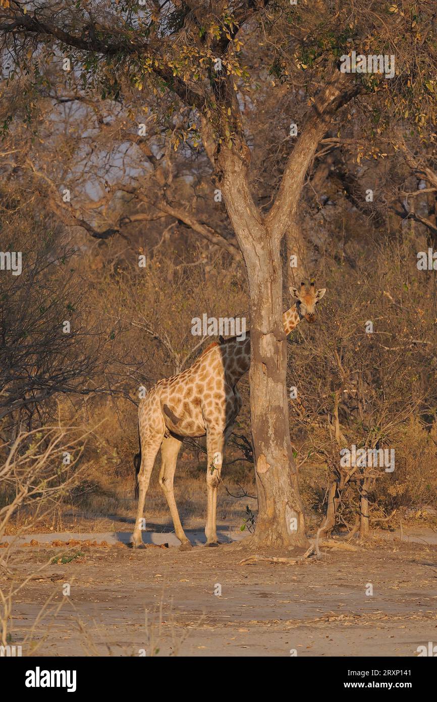 Tallest tallest animal hi-res stock photography and images - Alamy