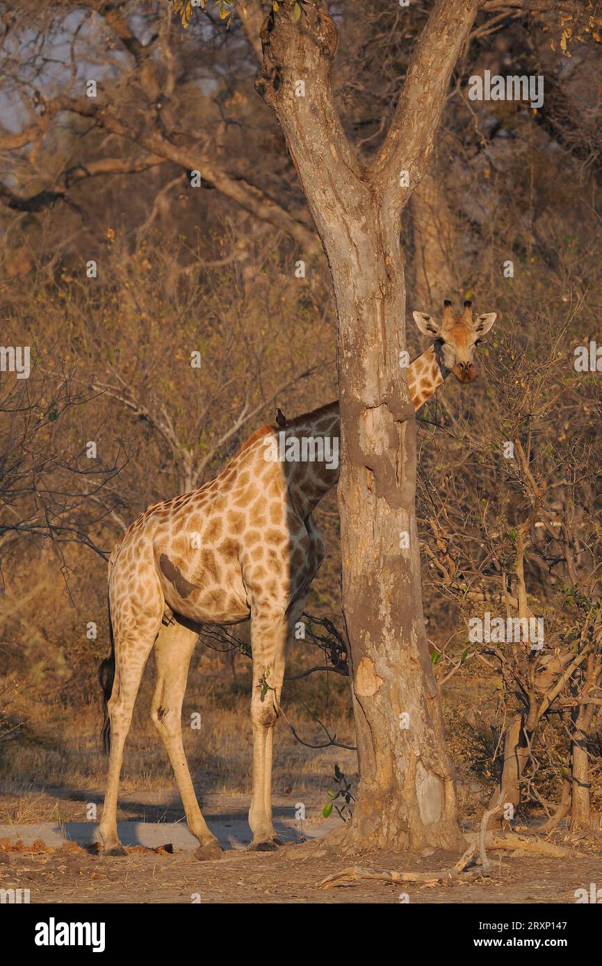 The tallest land animal browses on thorny acacia reaching branches ...