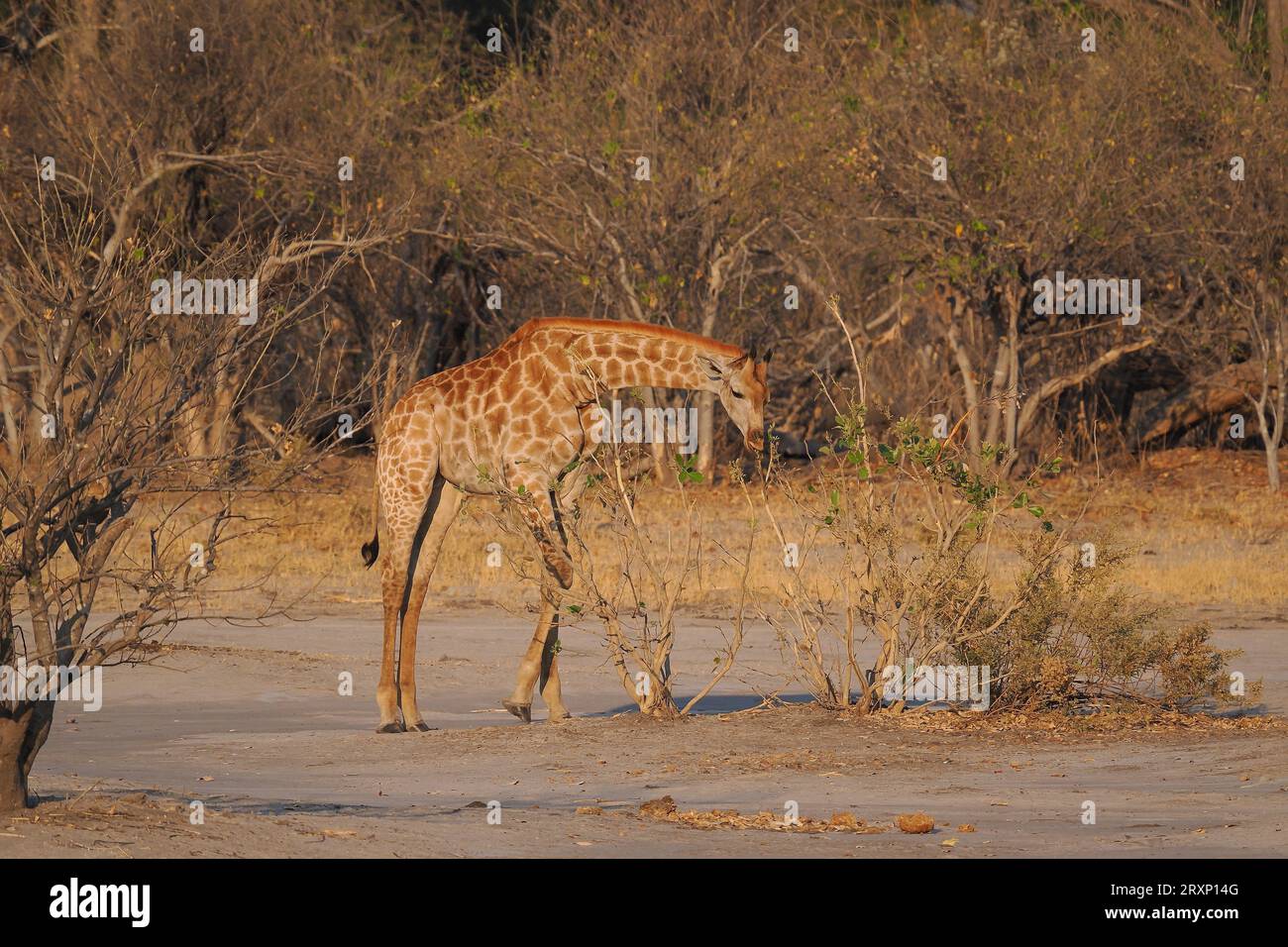 The tallest land animal browses on thorny acacia reaching branches ...
