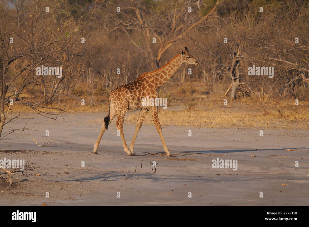 The tallest land animal browses on thorny acacia reaching branches ...