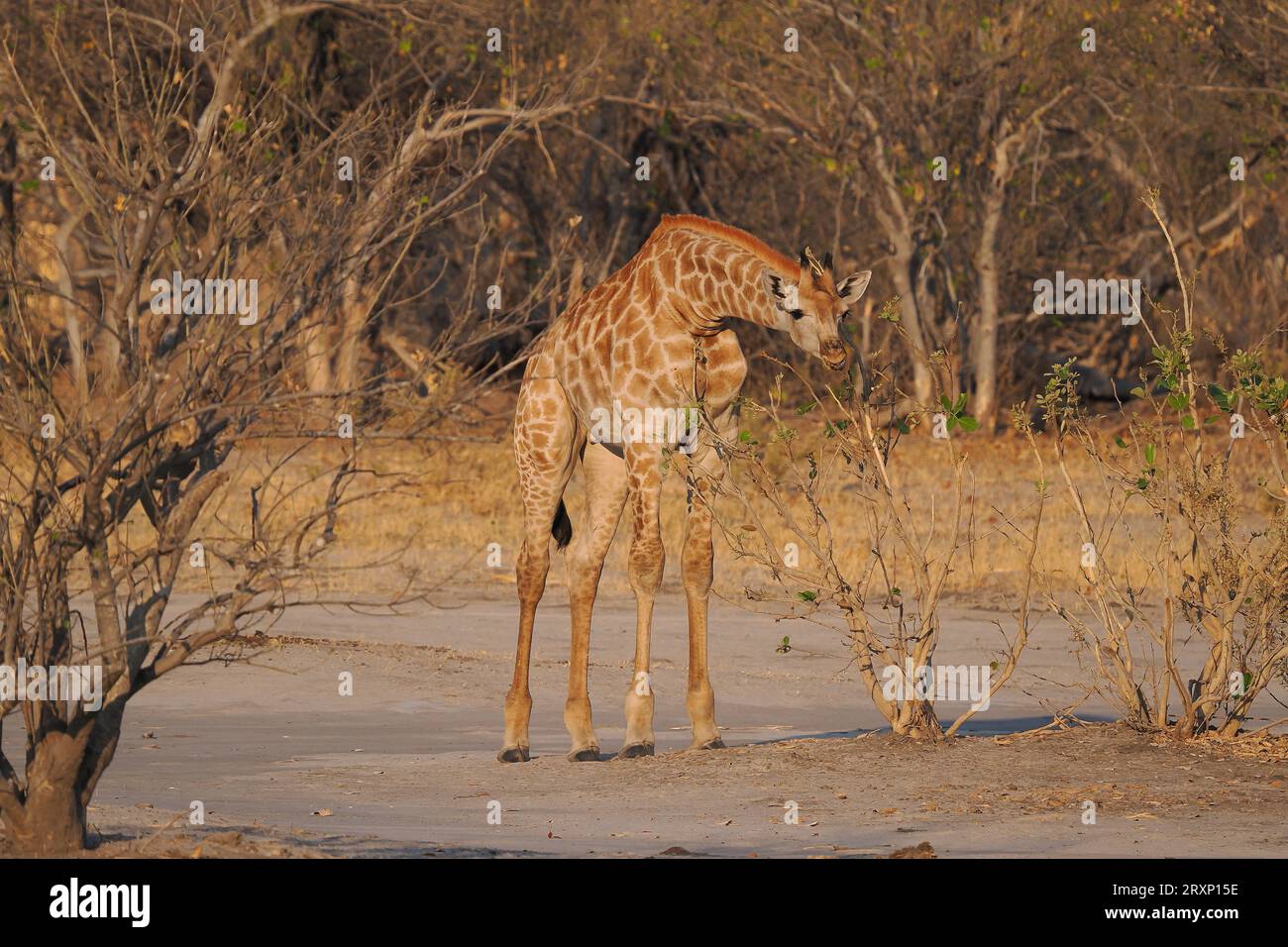 The tallest land animal browses on thorny acacia reaching branches ...