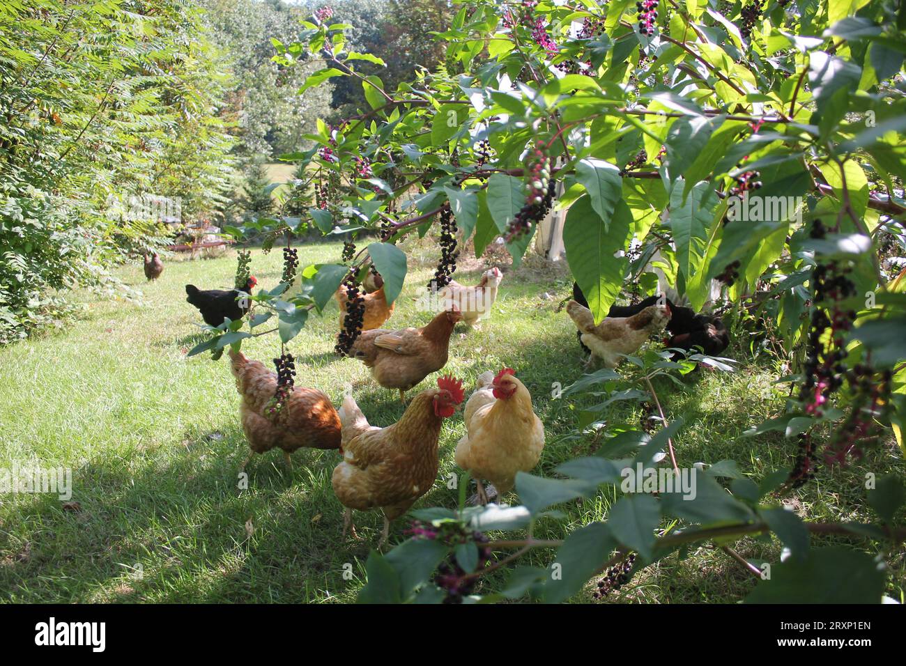 Free Range Chickens Stock Photo - Alamy