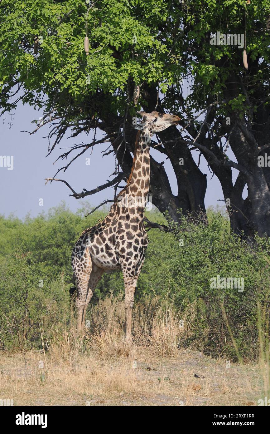 The tallest land animal browses on thorny acacia reaching branches ...