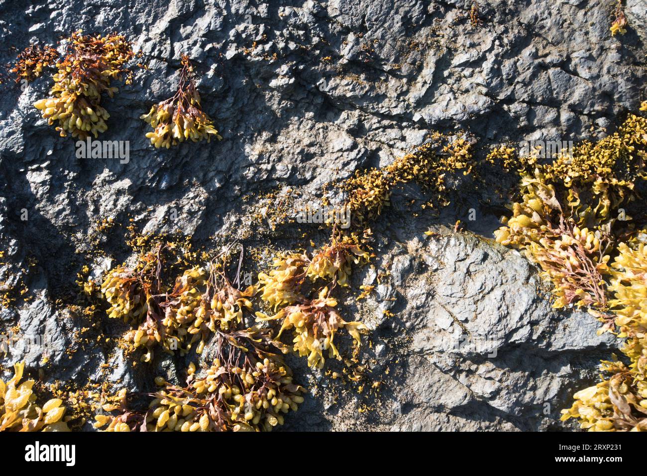 Background with Kelpon a rocky shore line in Grand Manan in Canada ...