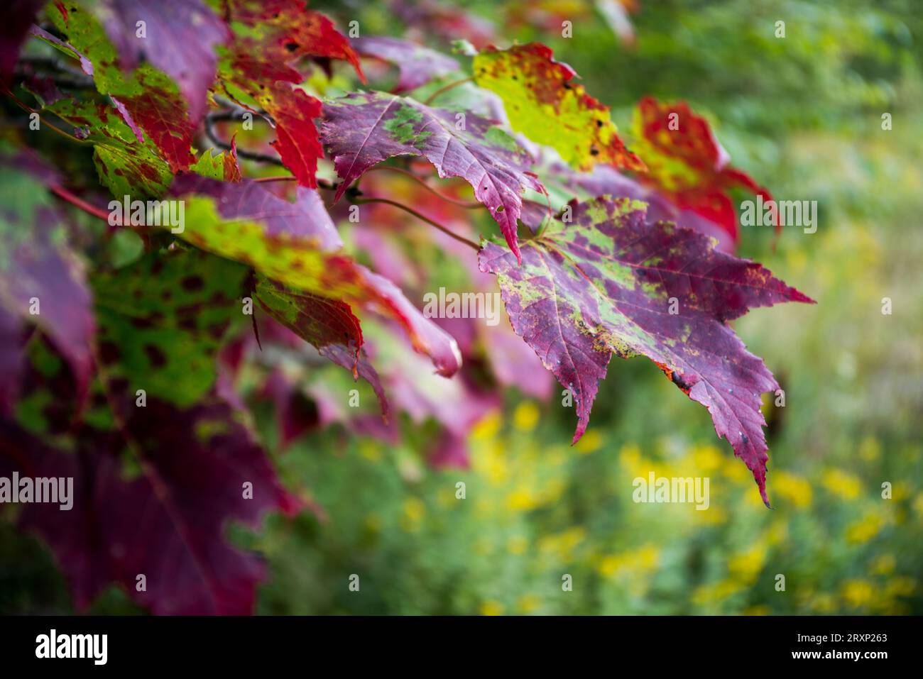 New brunswick canada september hi-res stock photography and images - Alamy