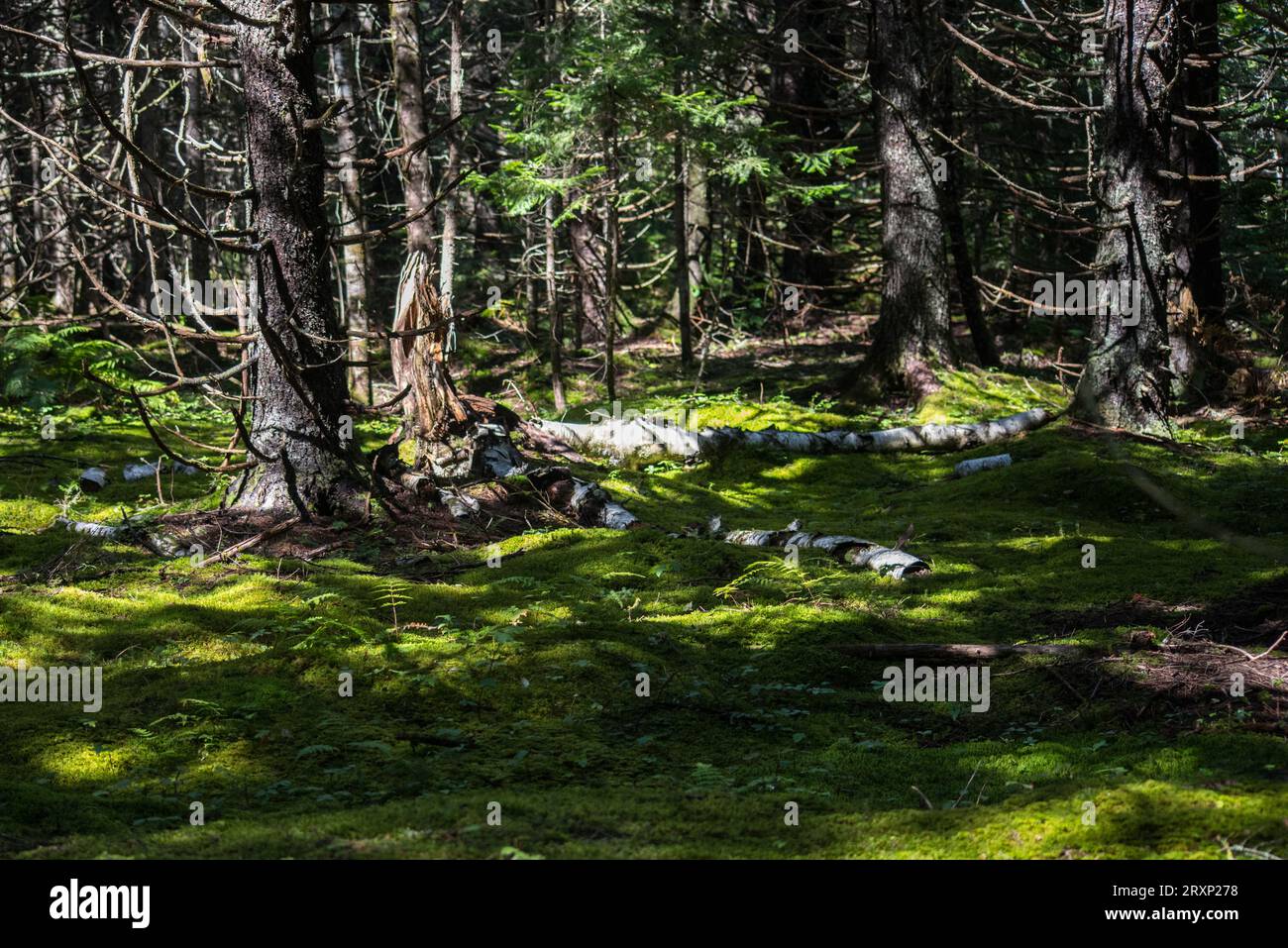Wet forest floor hi-res stock photography and images - Alamy