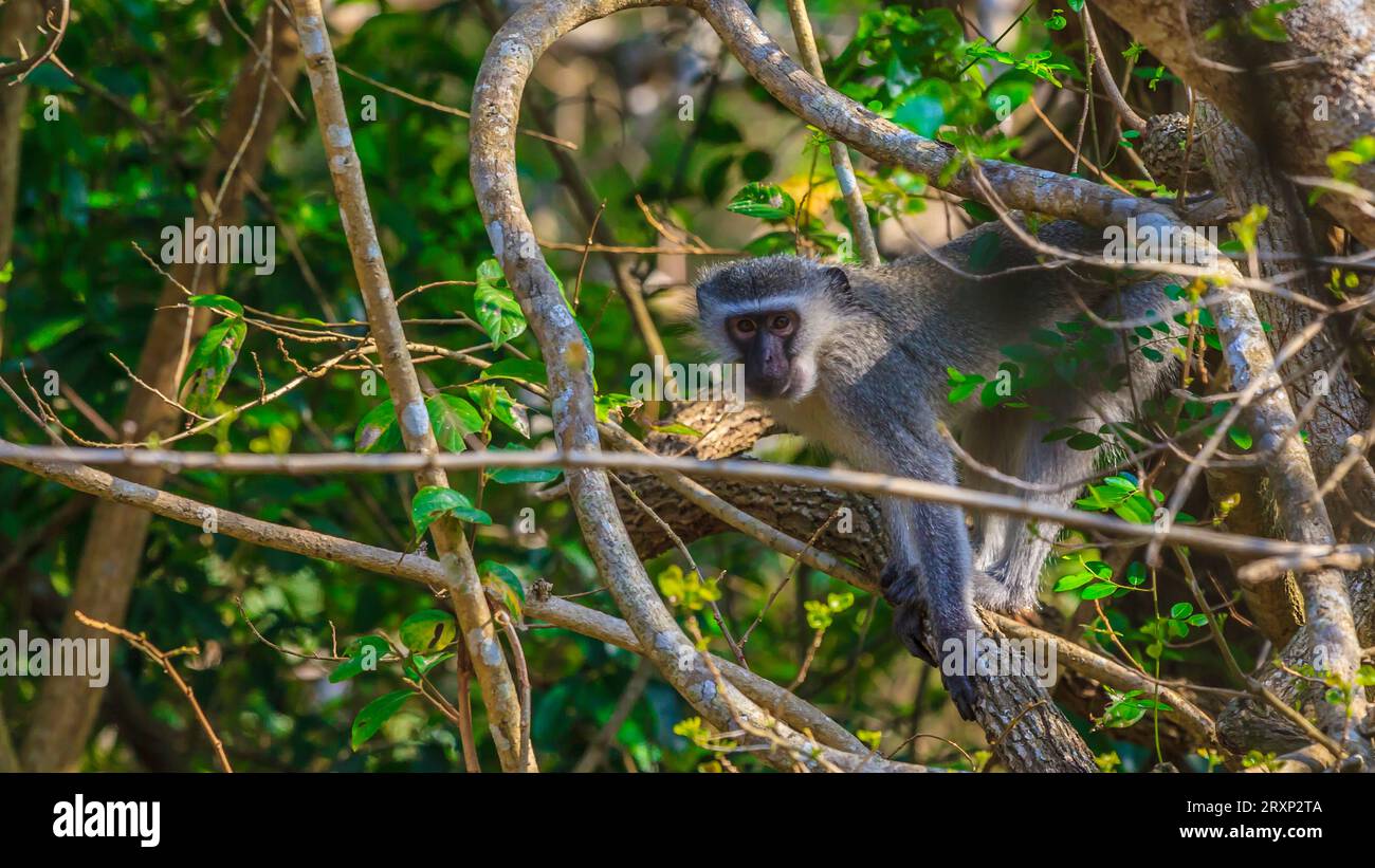 A photograph of a monkey through dense branches in Sodwana National ...