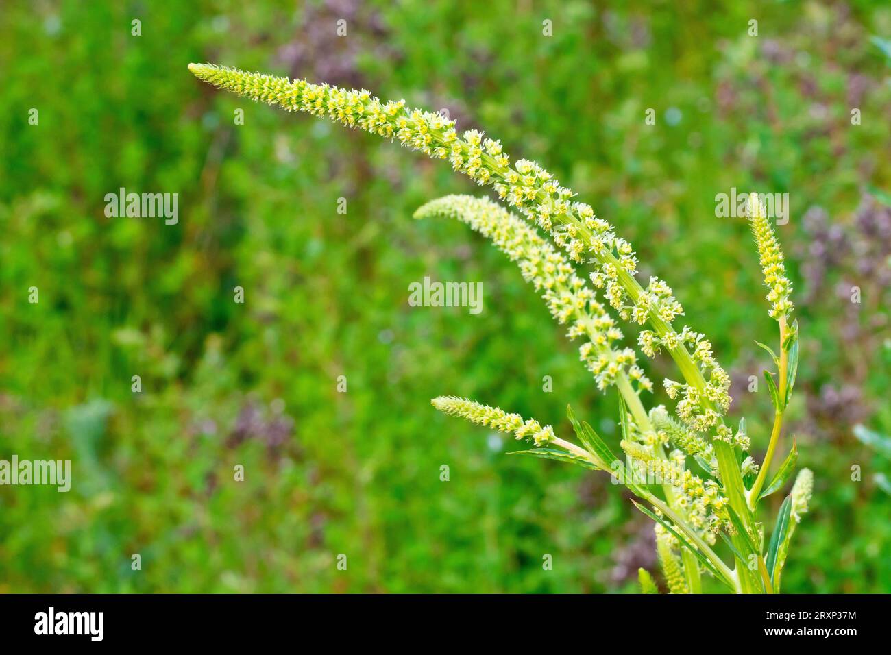 Weld or Dyer's Rocket (reseda luteola), close up of the flowering spike ...