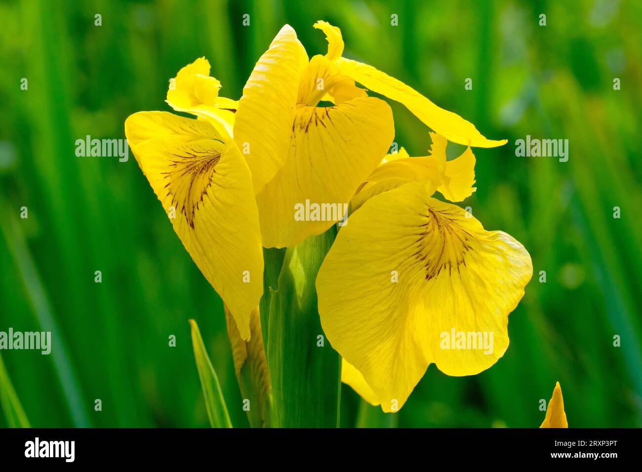 Yellow Iris or Flag (iris pseudacorus), close up of a cluster of the ...