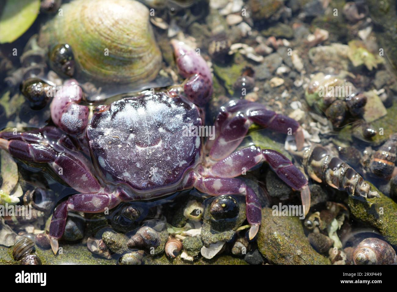 Purple shore crab hi-res stock photography and images - Alamy