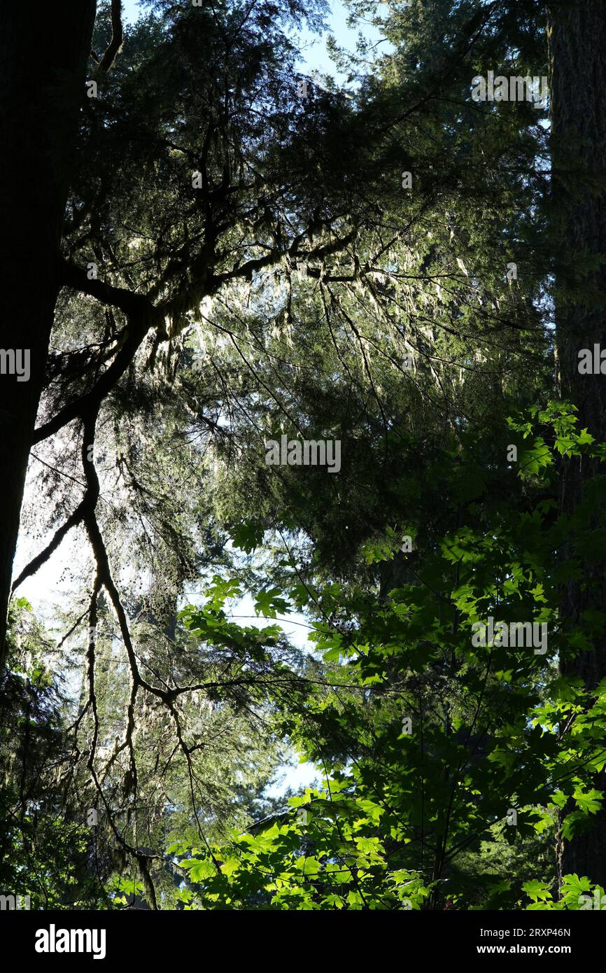Sun shining through branches old hi-res stock photography and images ...