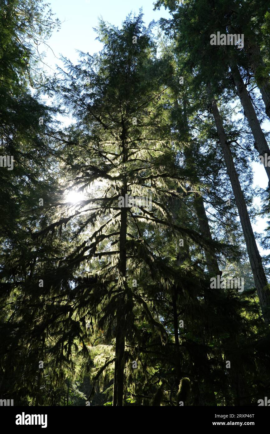 Light Shining on Hanging moss Stock Photo - Alamy