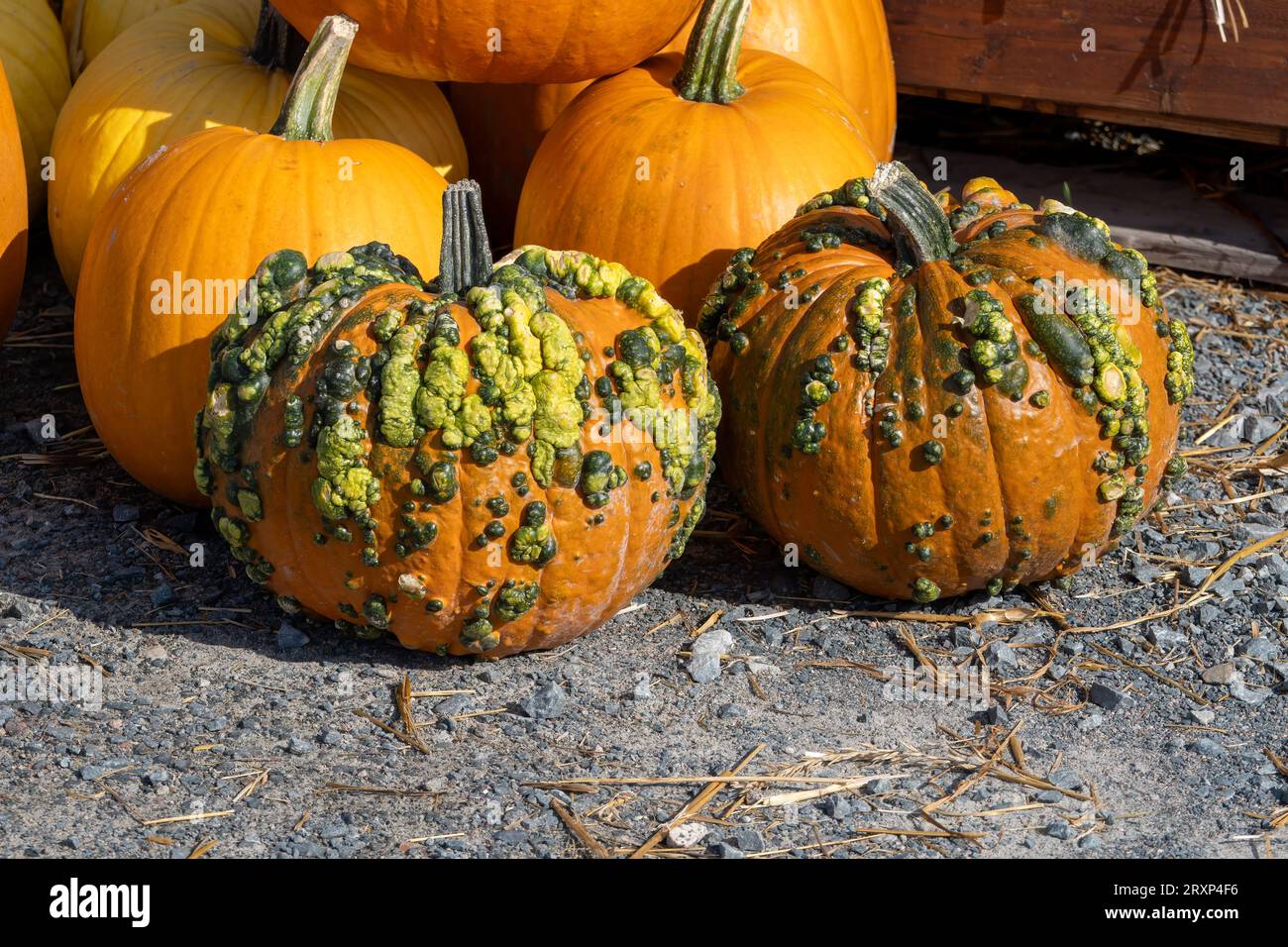 Colorful Pumpkins and Gourds on display in the fall Stock Photo - Alamy