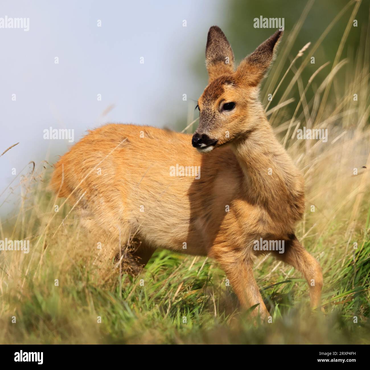 Roe deer fawn hi-res stock photography and images - Alamy