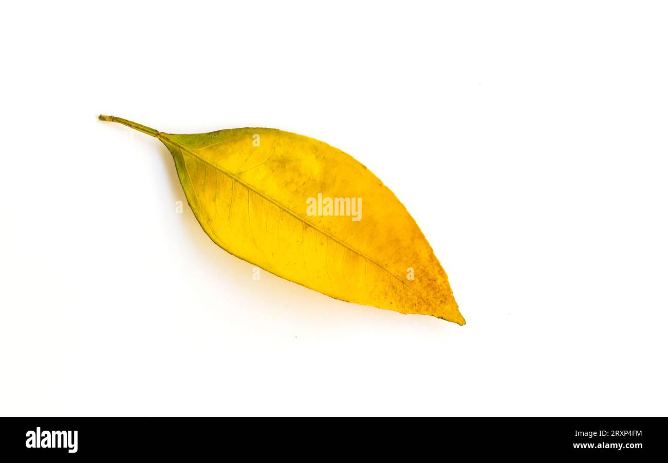 Red detailed maple tree Cut Out Stock Images & Pictures - Alamy