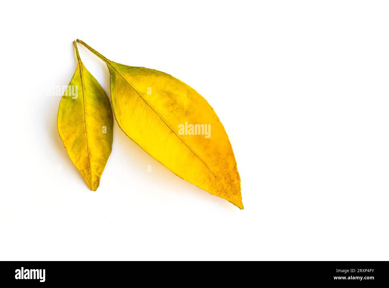 Red and yellow leaves side by side Cut Out Stock Images & Pictures - Alamy