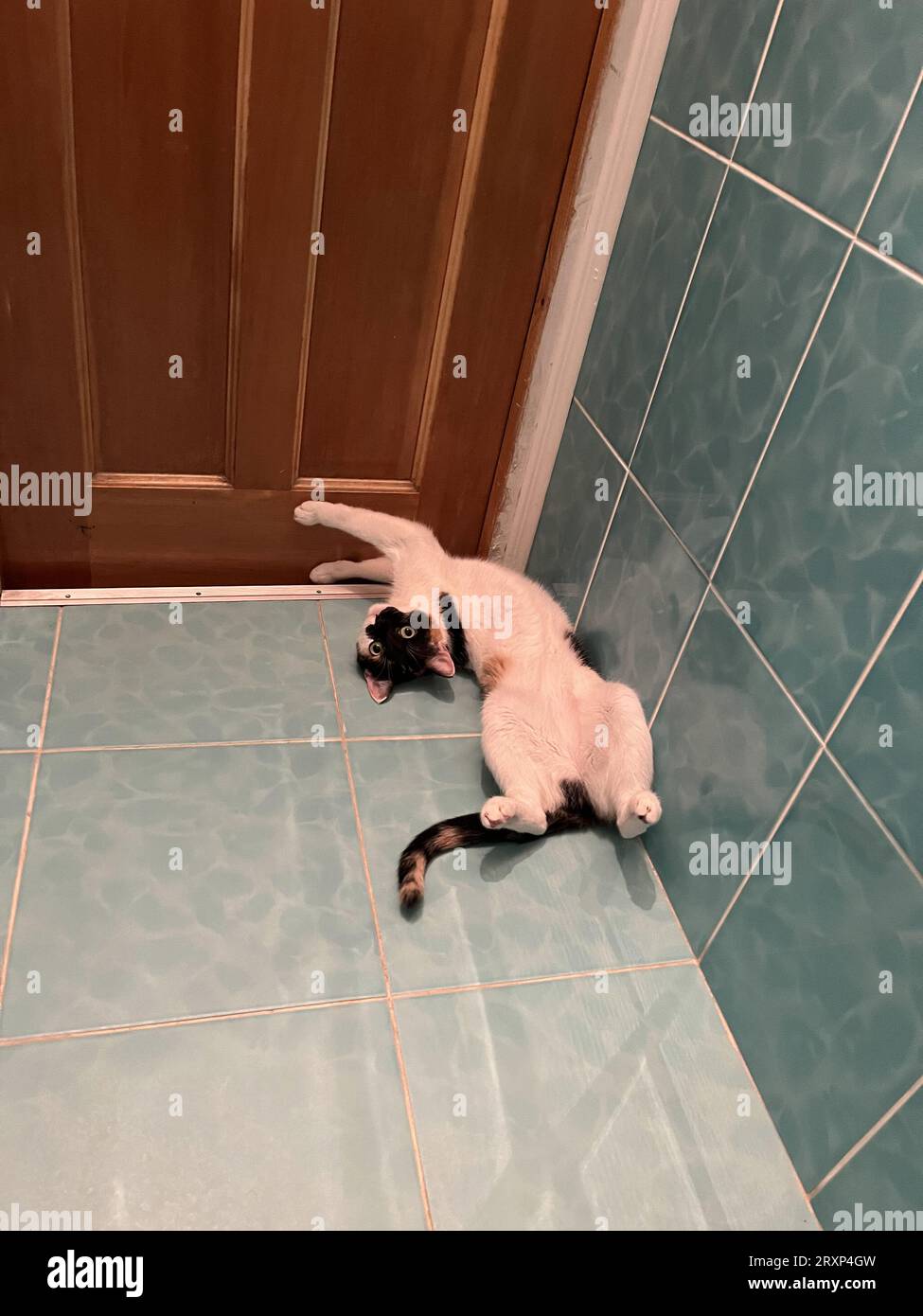 Cat lying on floor toy hi-res stock photography and images - Alamy