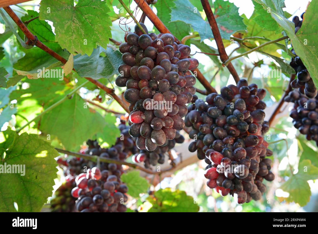 Closeup beautiful green grapevine leaf hi-res stock photography and ...