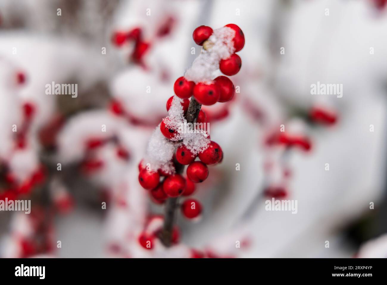 Snow covers red berries on a branch pointing up to the sky; in the ...