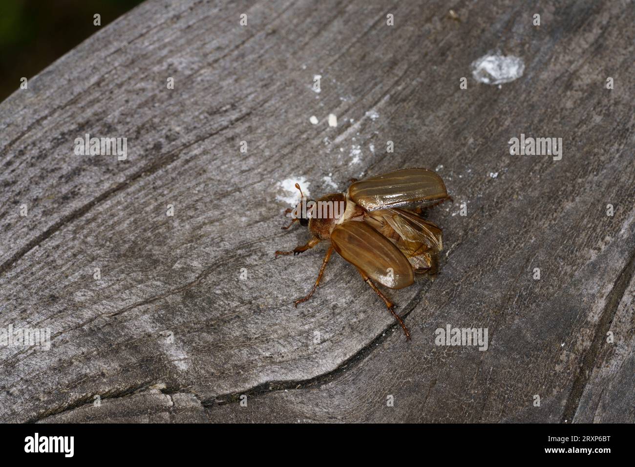 Amphimallon solstitiale Family Scarabaeidae Genus Amphimallon Summer ...