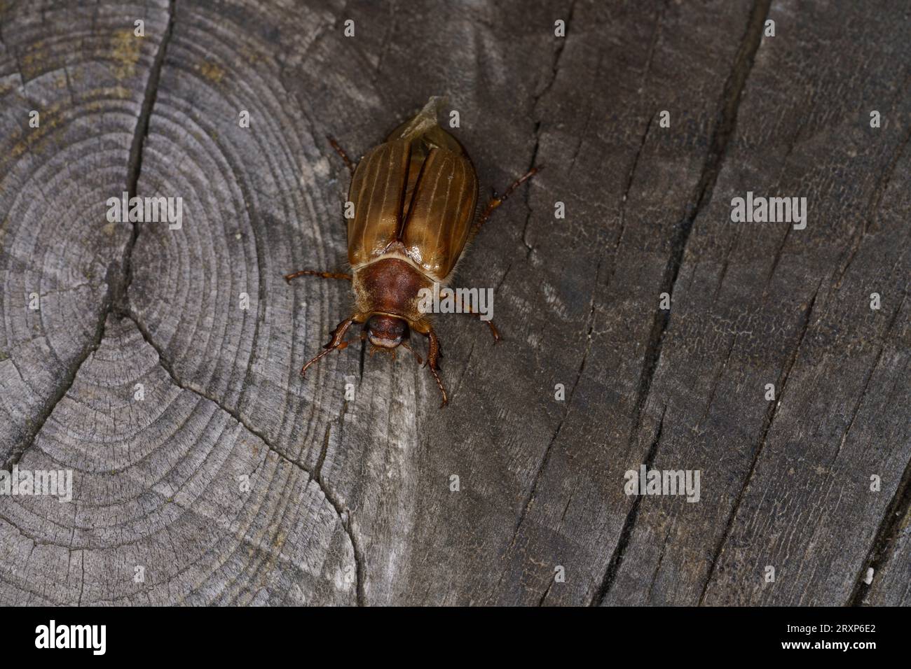 Amphimallon solstitiale Family Scarabaeidae Genus Amphimallon Summer ...