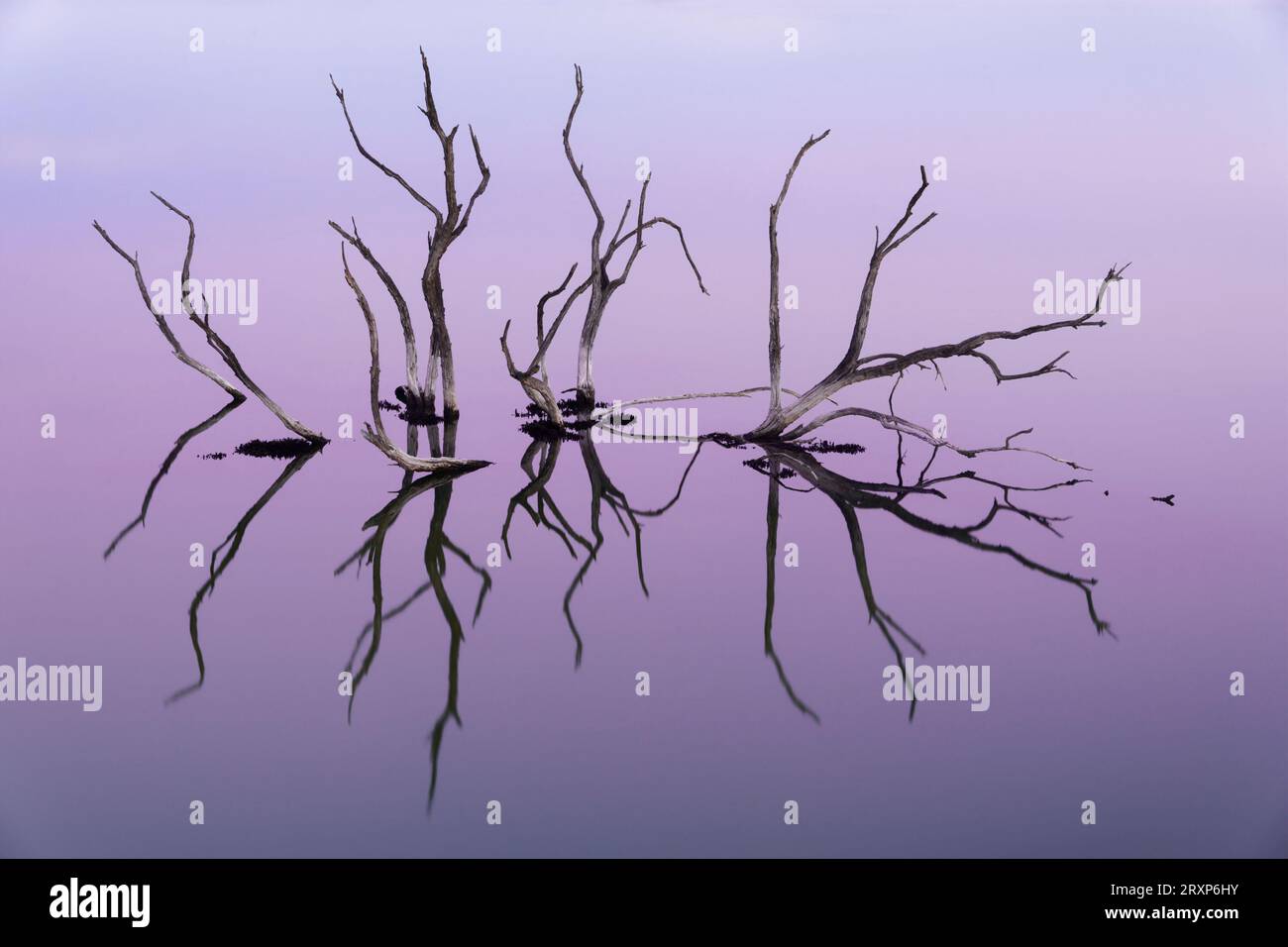 Driftwood in Etang de lArnel pond at purple dusk, Herault, France Stock ...