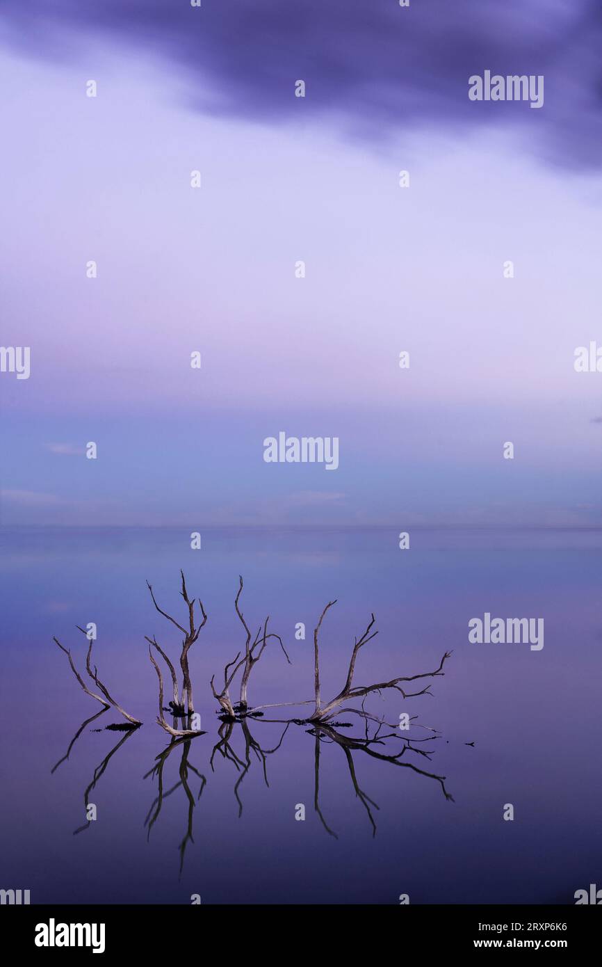 Driftwood in Etang de lArnel pond at purple dusk, Herault, France Stock ...