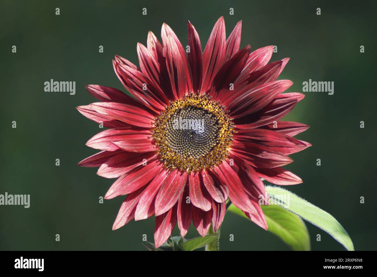 Magnificent Red Flower of the Sunflower Stock Photo - Alamy