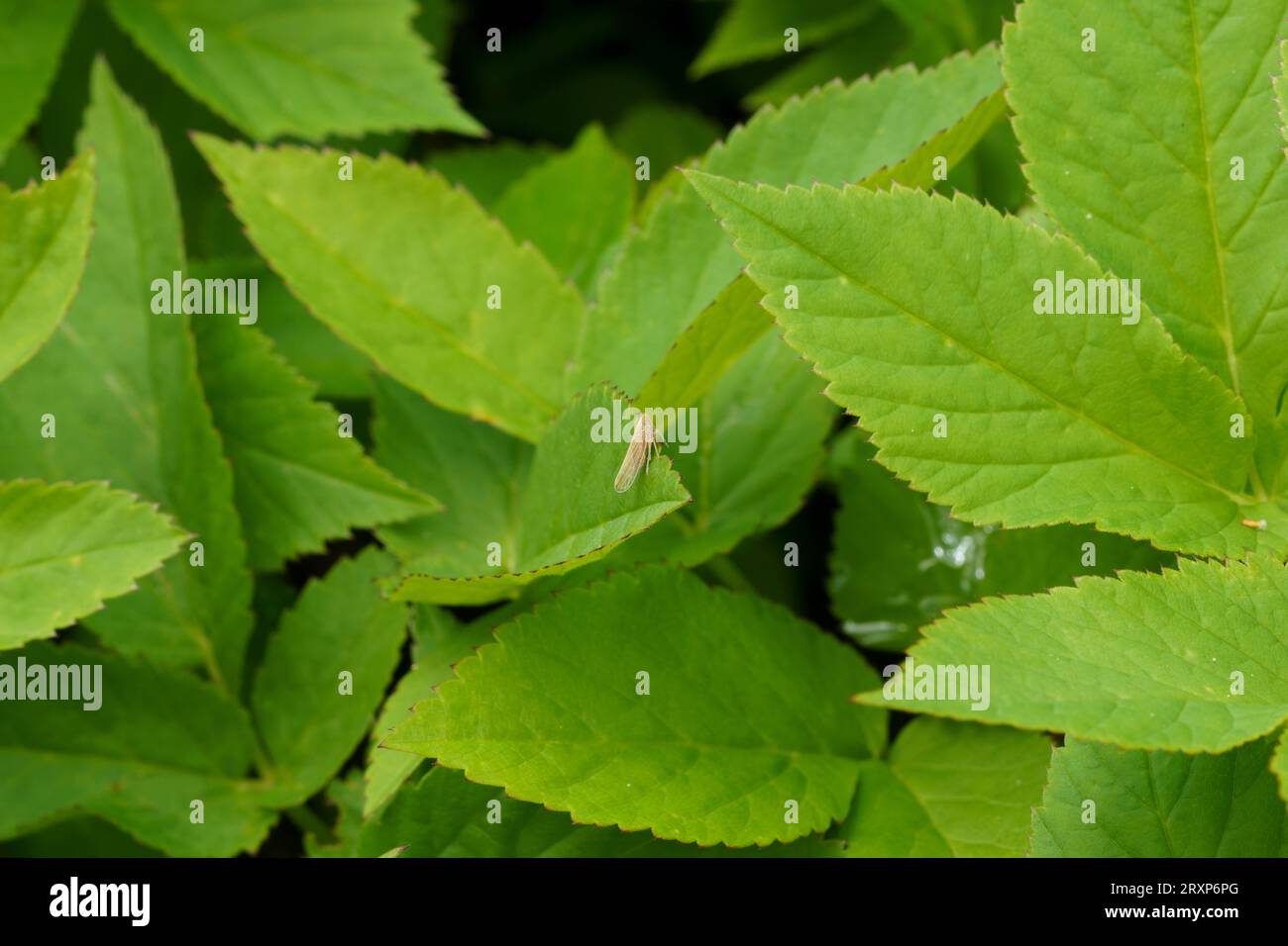 Stenocranus minutus Family Delphacidae Genus Stenocranus Delphacid ...