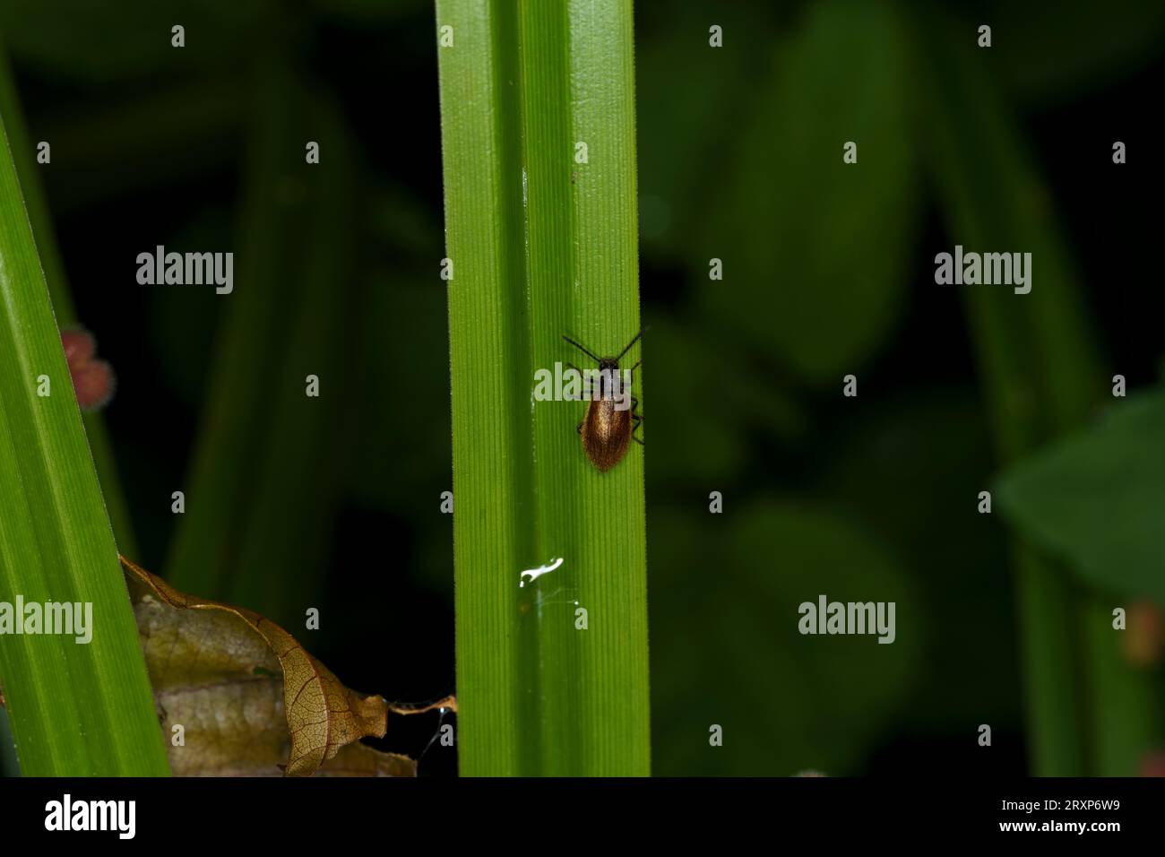 Lagria hirta Family Tenebrionidae Genus Lagria Rough-haired lagria ...