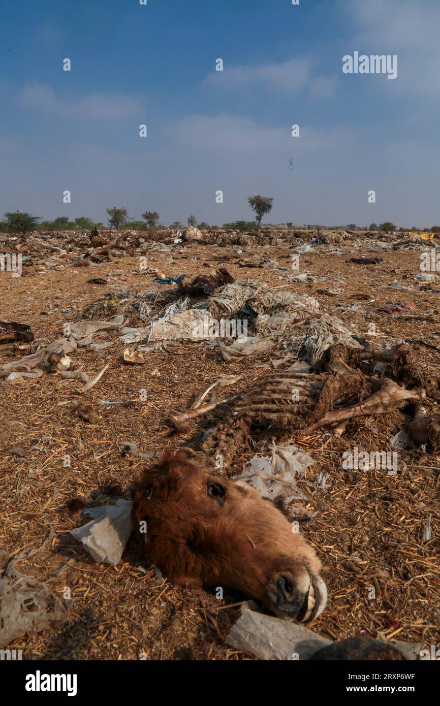 Animal cemetery, with rotting carcasses in the open air with dead cow ...
