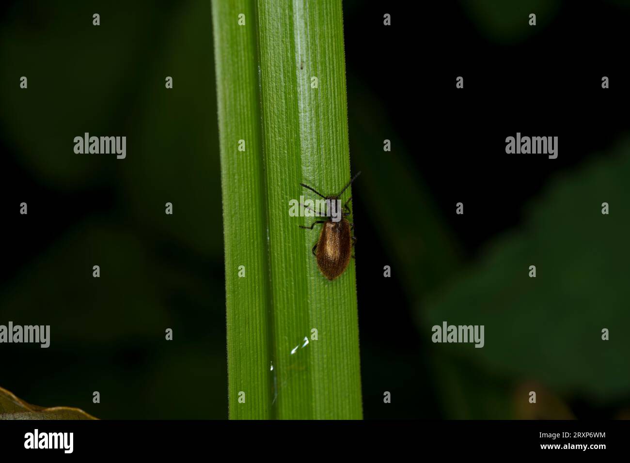 Lagria hirta Family Tenebrionidae Genus Lagria Rough-haired lagria ...