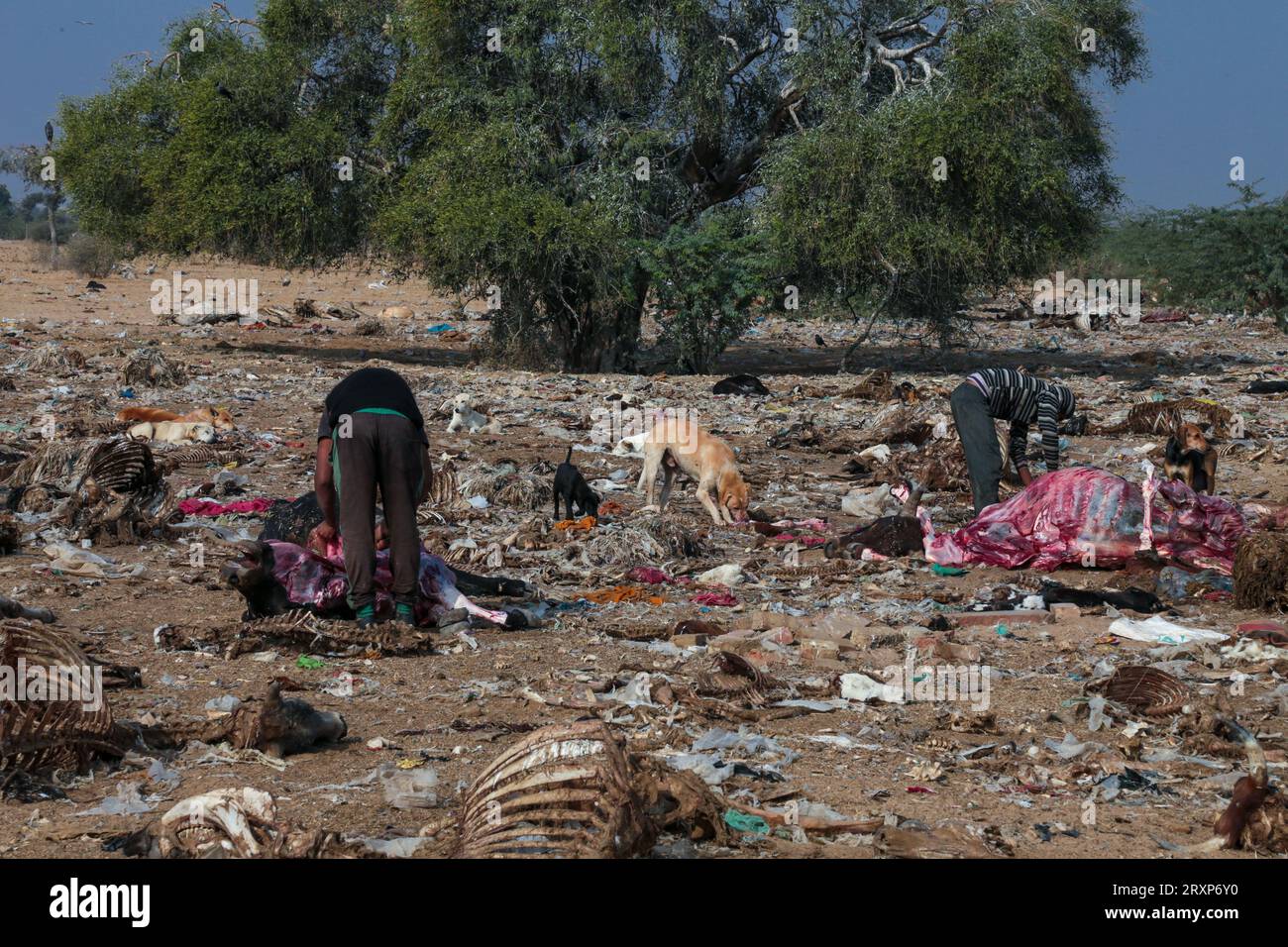 Animal cemetery, with rotting carcasses in the open air with dead cow ...