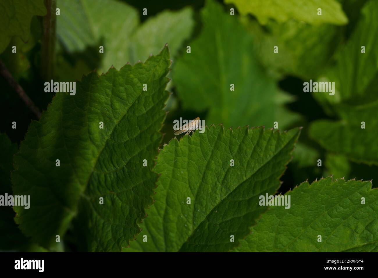 Stenocranus minutus Family Delphacidae Genus Stenocranus Delphacid ...