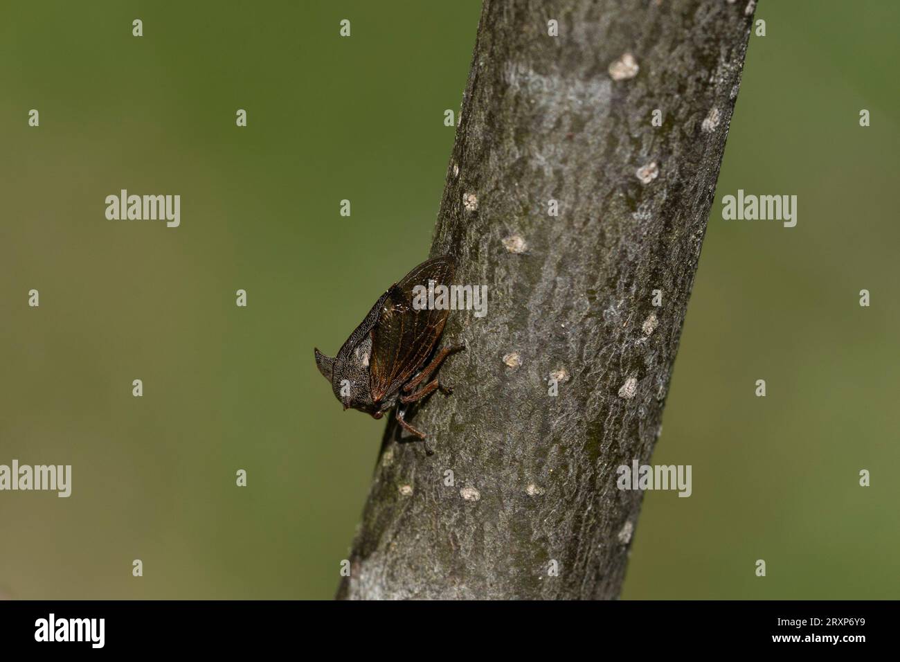 Centrotus cornutus Family Membracidae Genus Centrotus Horned treehopper ...