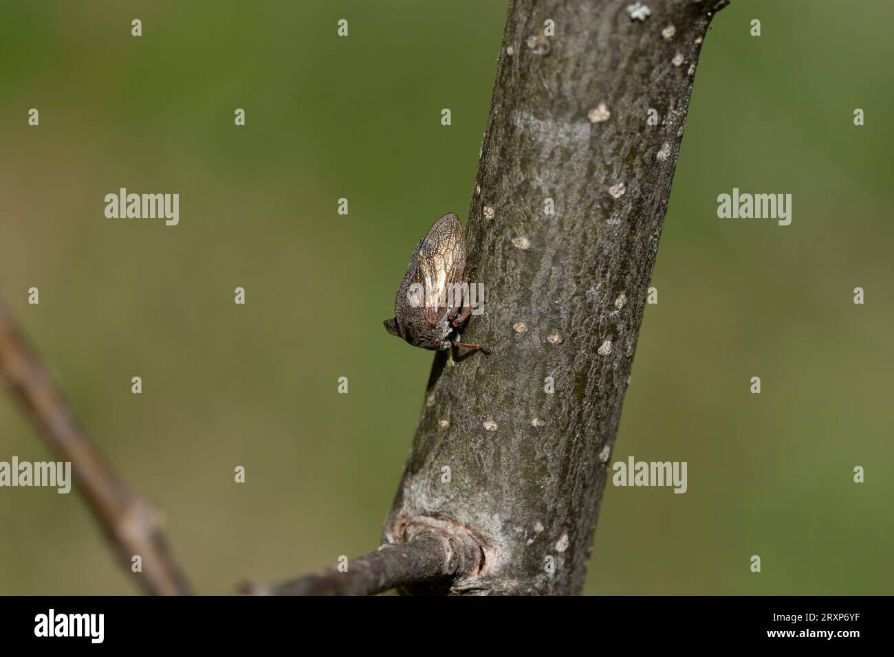 Centrotus cornutus Family Membracidae Genus Centrotus Horned treehopper ...