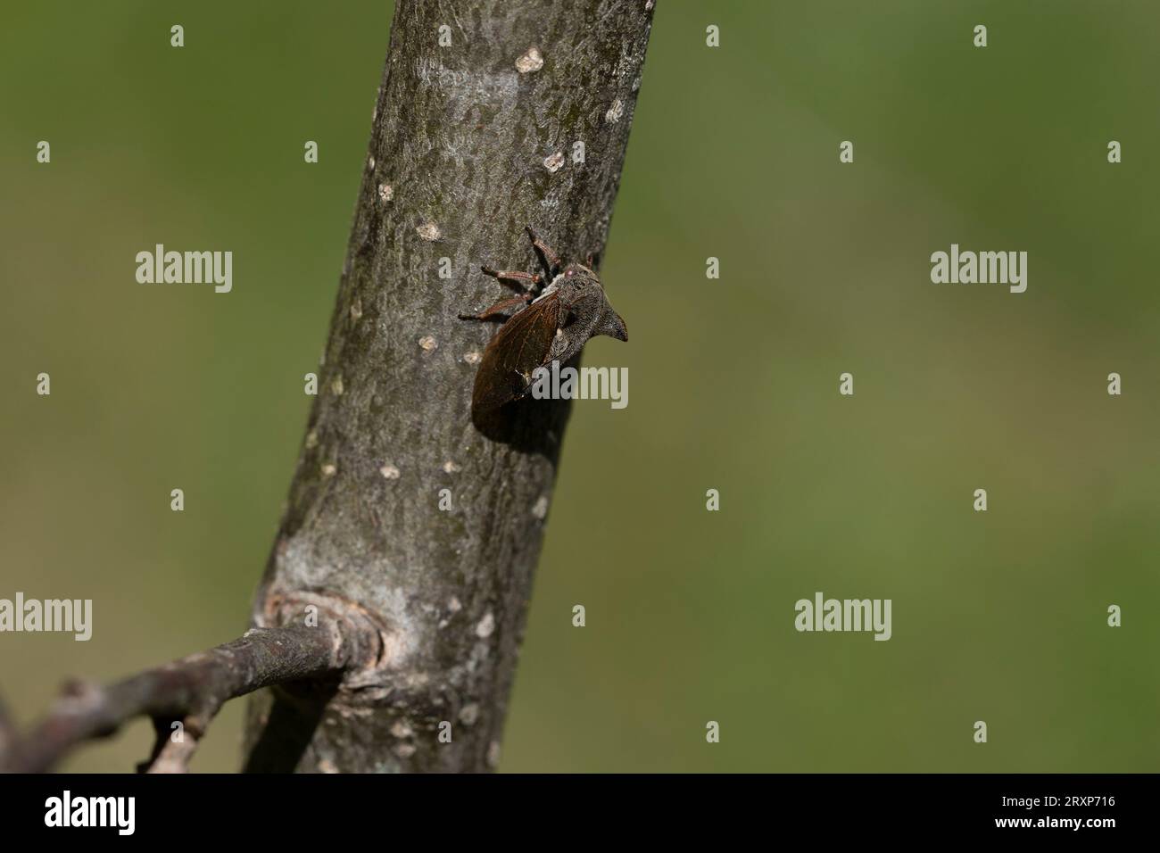 Centrotus cornutus Family Membracidae Genus Centrotus Horned treehopper ...