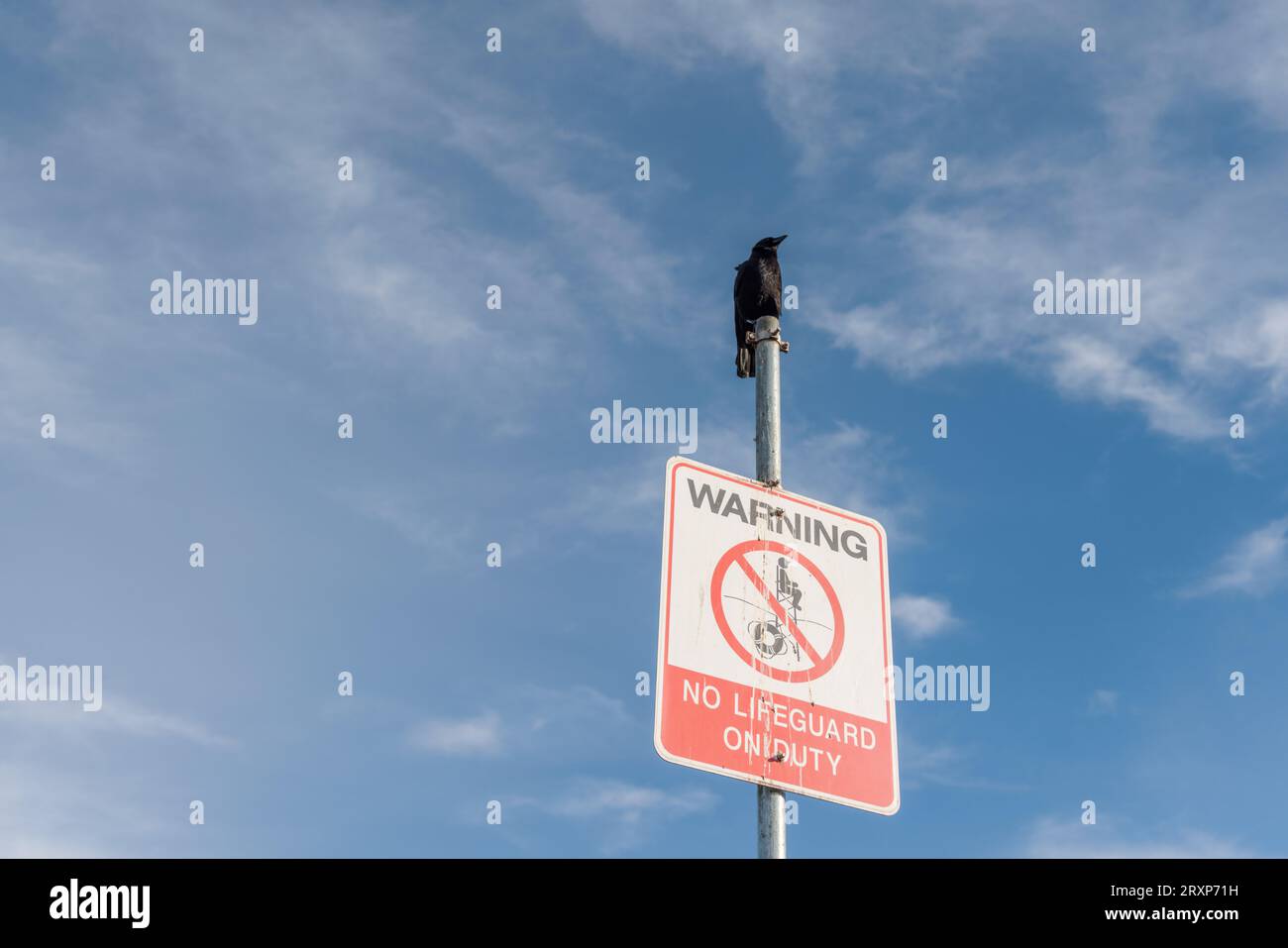 A single crow stands guard on top a sign warning no lifeguards are on ...