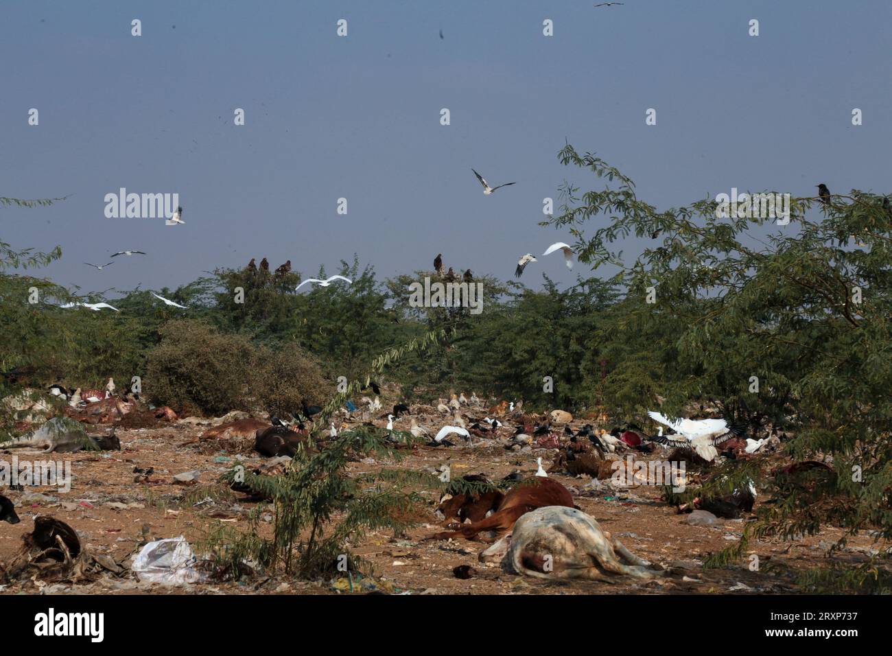 Dead bird in a cemetery hi-res stock photography and images - Alamy