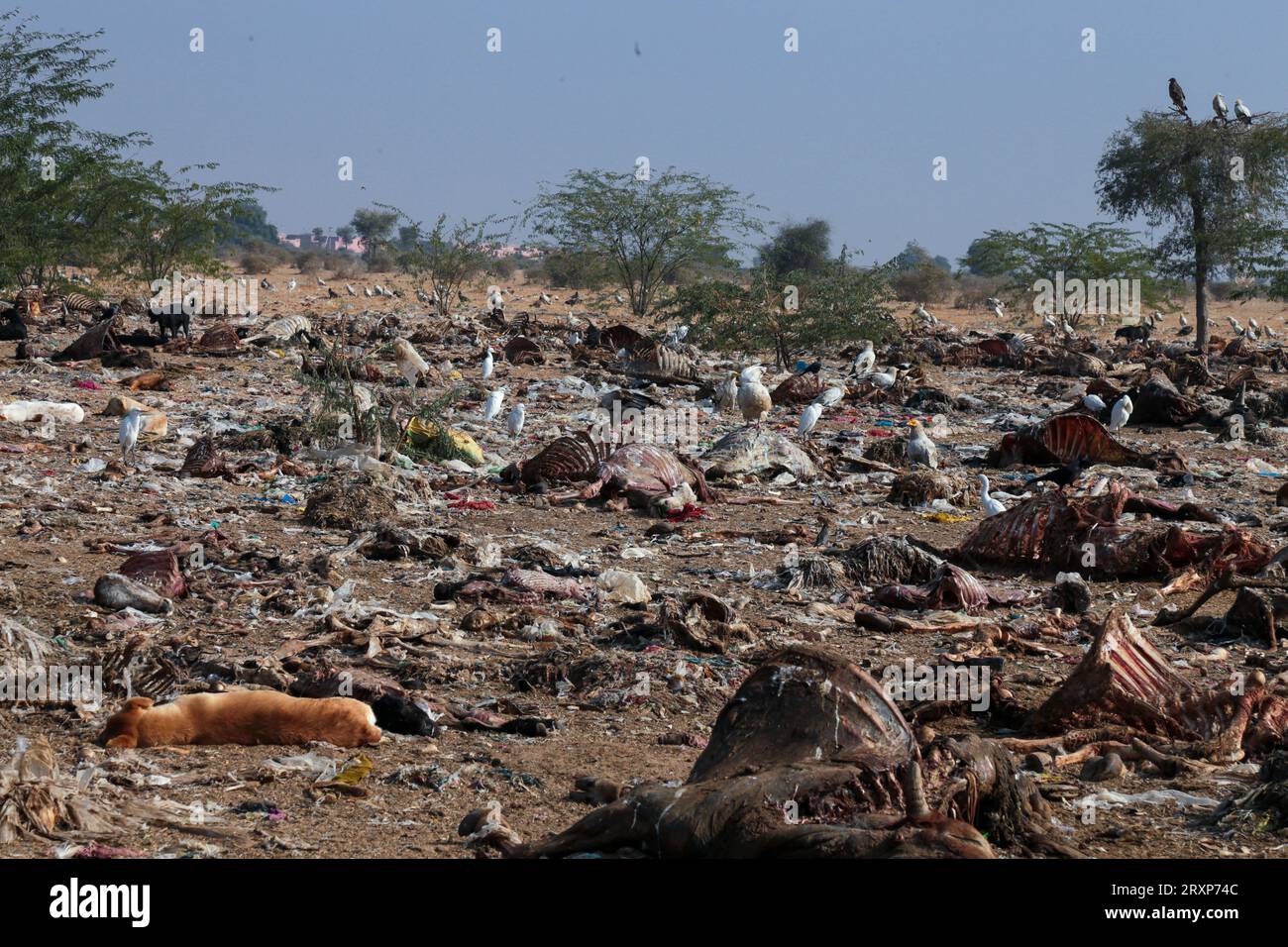 Animal cemetery, with rotting carcasses in the open air and full of ...