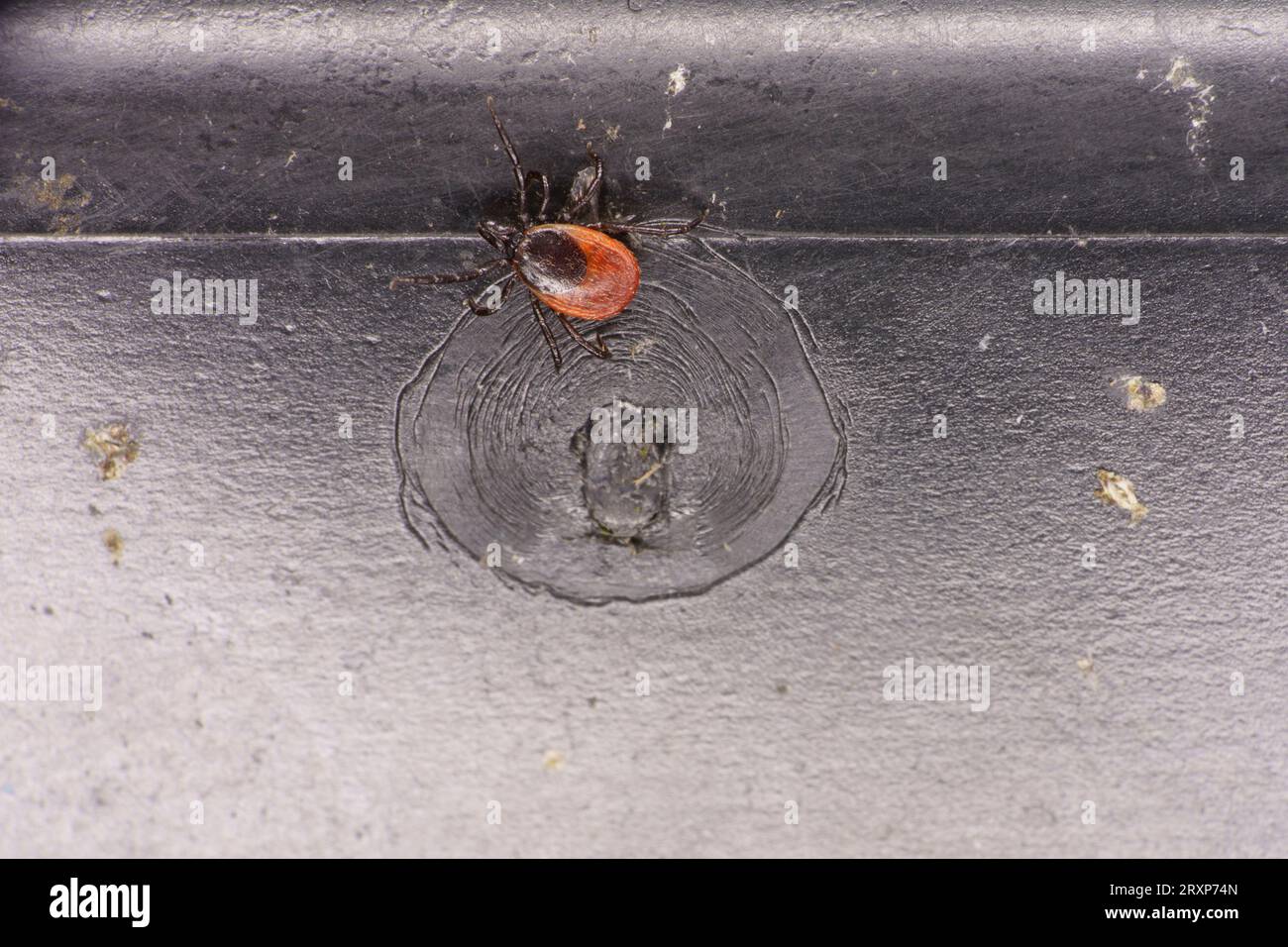 Ixodes ricinus Family Ixodidae Genus Ixodes Castor bean tick wild ...