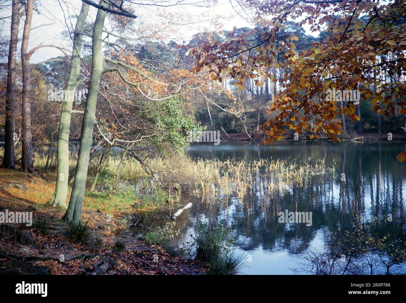 Woodland trees and lake at Black Park Country Park, Slough ...