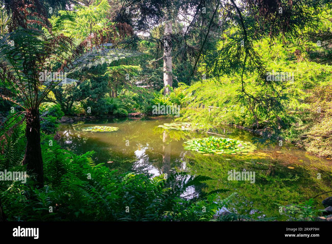 Beautiful garden pond surrounded trees hi-res stock photography and ...